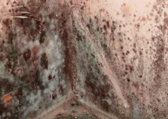 What Does Black Mold Look Like | Miami Mold Specialist