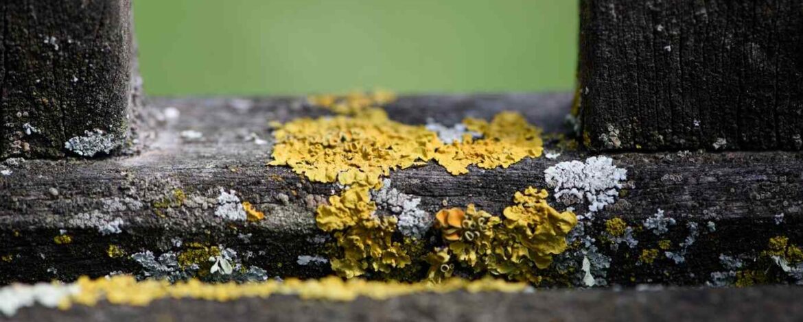 Factors Affect On Cost of Mold Remediation Cost and Testing? | Miami ...