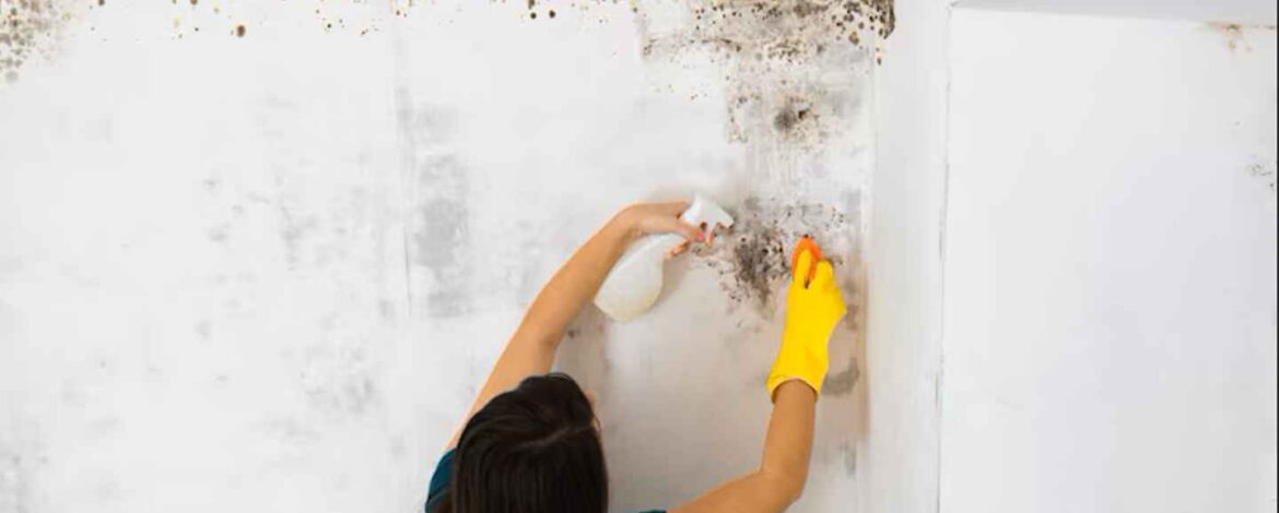 How to Clean Up Mold Safely: When to Call the Professionals | Miami ...
