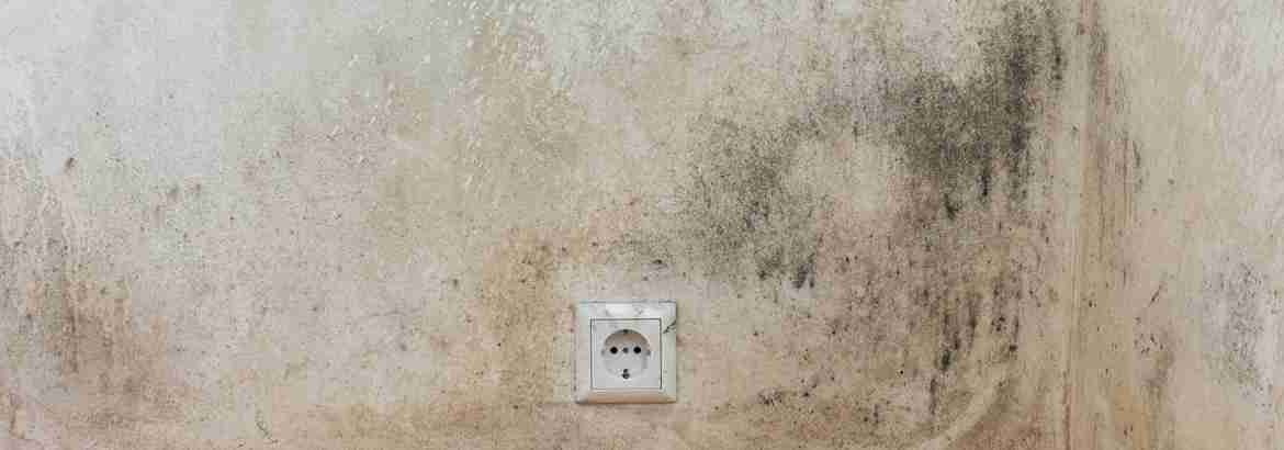 Mold and Mildew Remediation: 5-Star Miami Team | Experts | Miami Mold ...